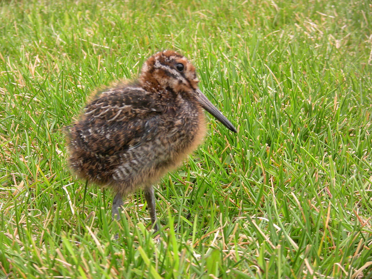 Wilson’s Snipe – May Bird of the Month – 2018 – Kachemak Bay Birders