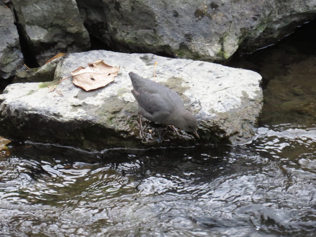 American Dipper – December Bird of the Month – 2018 – Kachemak Bay Birders