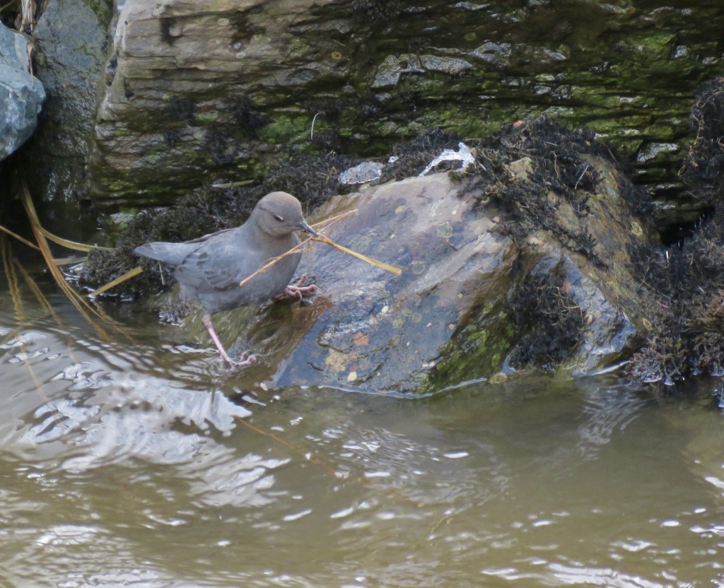 American Dipper – December Bird of the Month – 2018 – Kachemak Bay Birders