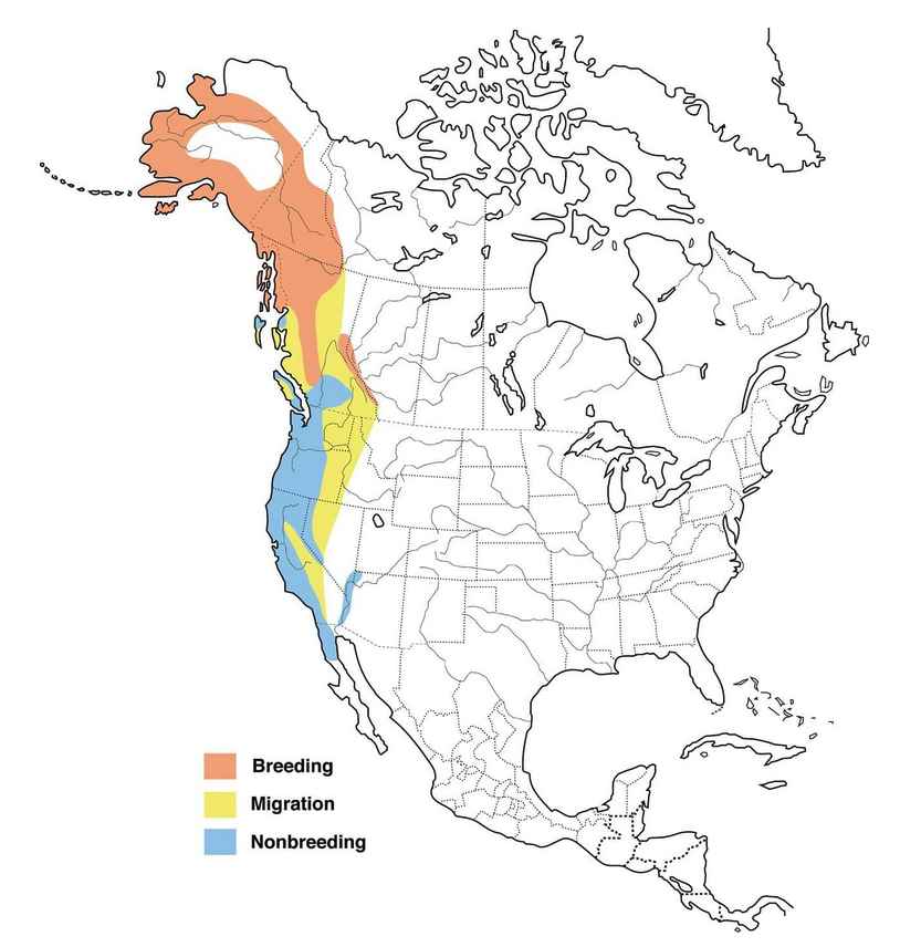 Golden-crowned Sparrow – June Bird of the Month – 2018 – Kachemak Bay ...