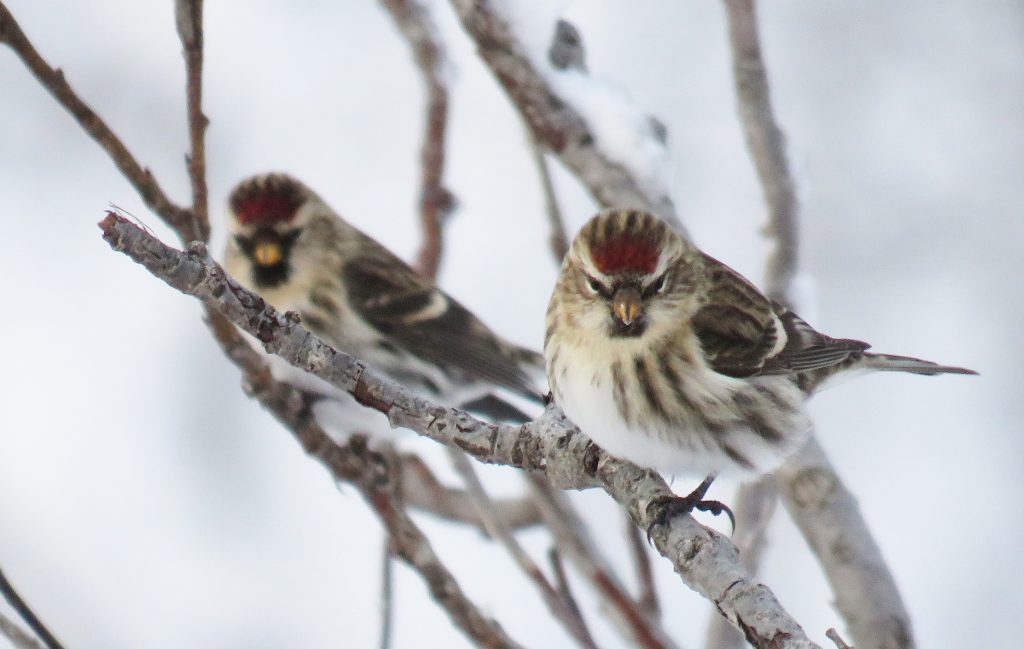 Common Redpoll – November Bird of the Month – 2018 – Kachemak Bay Birders
