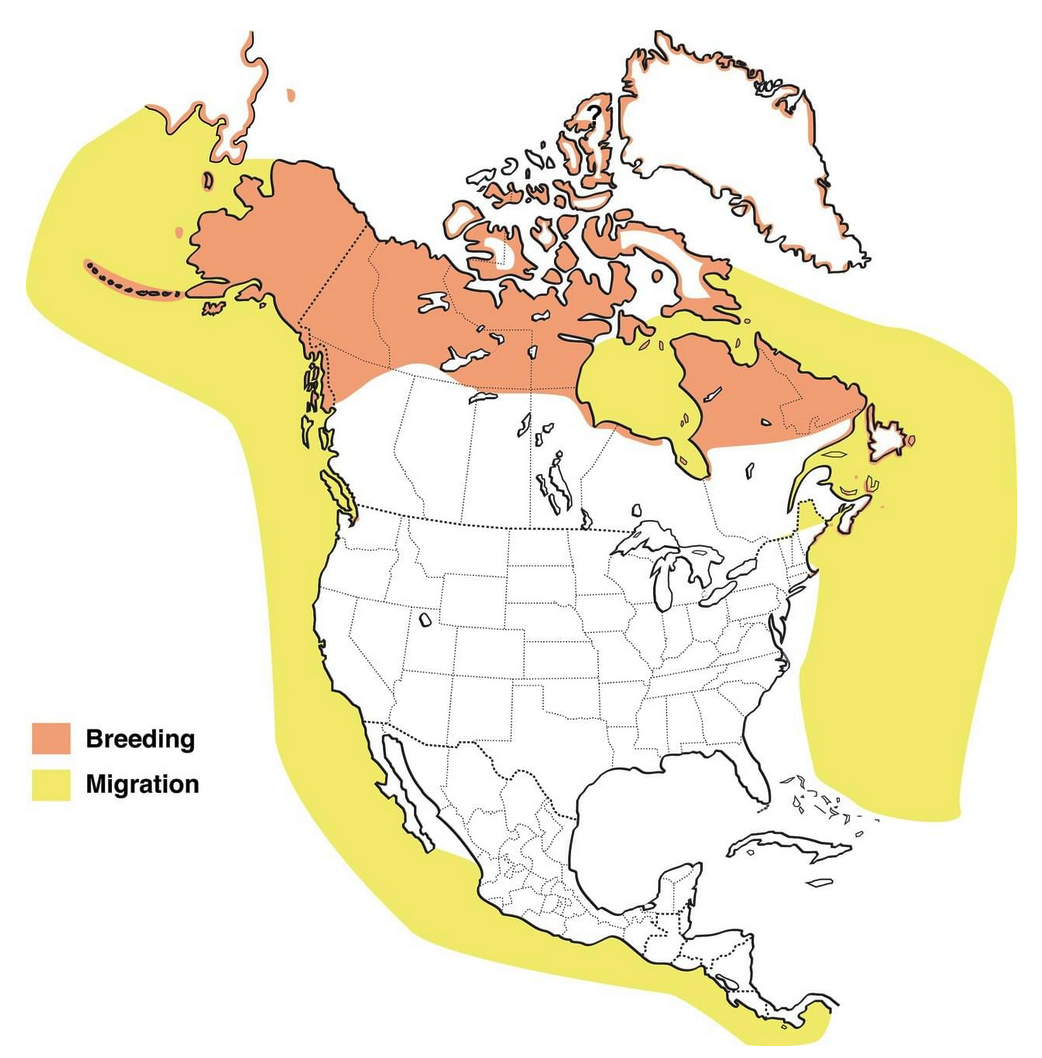 Arctic Tern – July Bird of the Month – 2018 – Kachemak Bay Birders