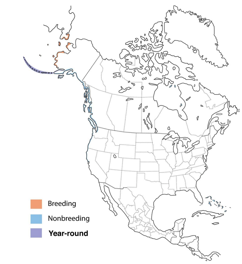 Rock Sandpiper – February Bird of the Month – 2019 – Kachemak Bay Birders