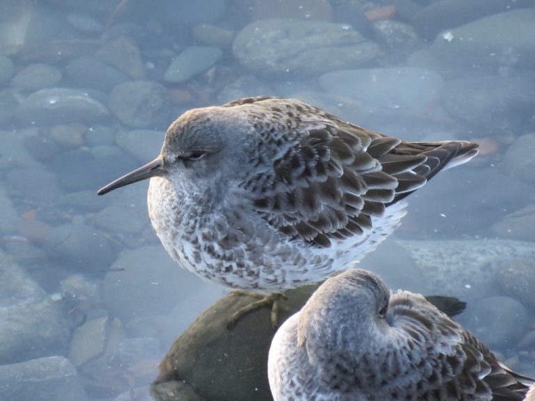 Rock Sandpiper – February Bird of the Month – 2019 – Kachemak Bay Birders