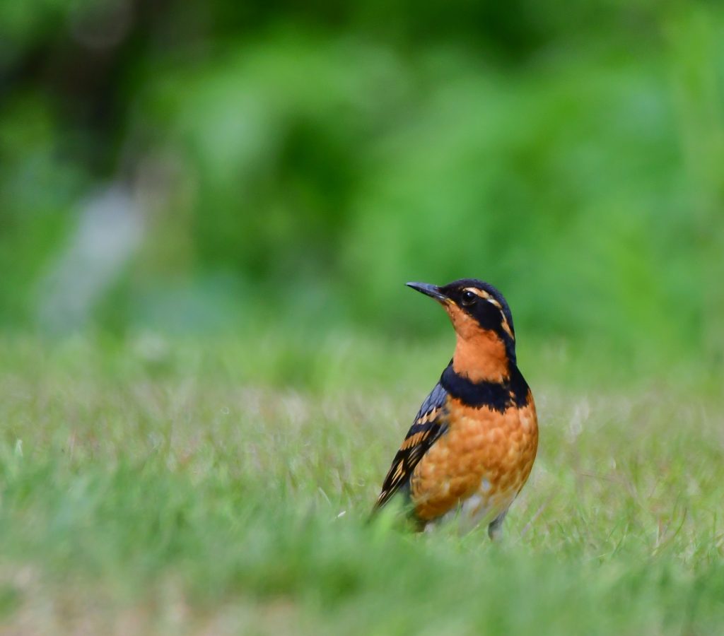 Varied Thrush – April Bird of the Month – 2019 – Kachemak Bay Birders