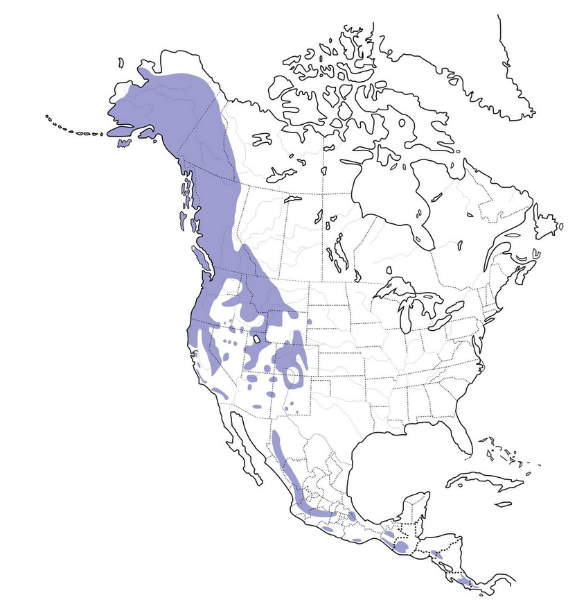 American Dipper – December Bird of the Month – 2018 – Kachemak Bay Birders