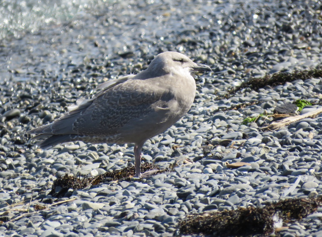 Glaucous-Winged Gull – March 2019 Bird of the Month – Kachemak Bay Birders