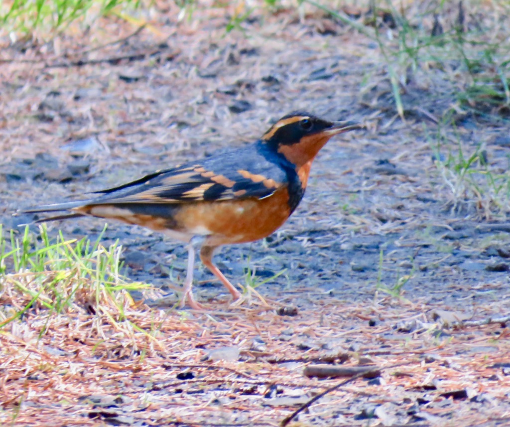 Varied Thrush – April Bird of the Month – 2019 – Kachemak Bay Birders