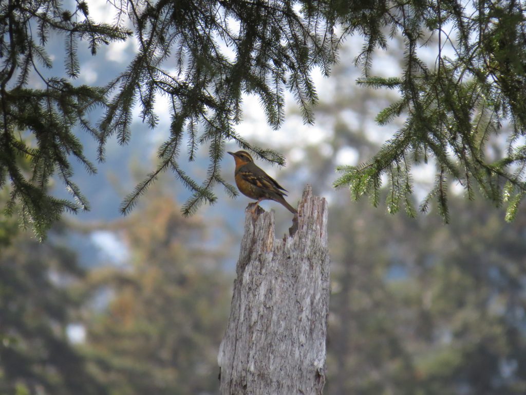 Varied Thrush – April Bird of the Month – 2019 – Kachemak Bay Birders