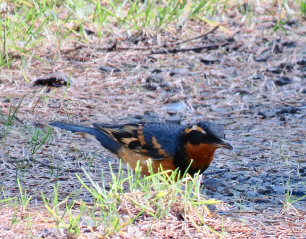 Varied Thrush – April Bird of the Month – 2019 – Kachemak Bay Birders
