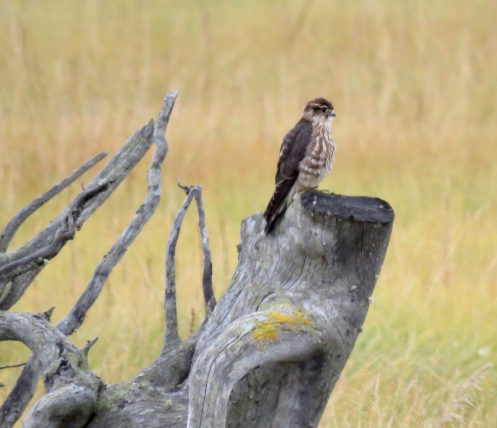 June 2019 Bird of the Month – Merlin – Kachemak Bay Birders